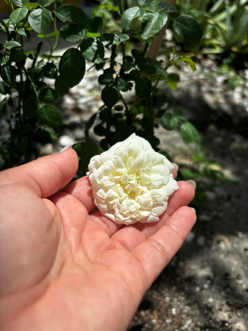 Perpetually Yours Climbing Rose | Yellow Rose Bush – Heirloom Roses