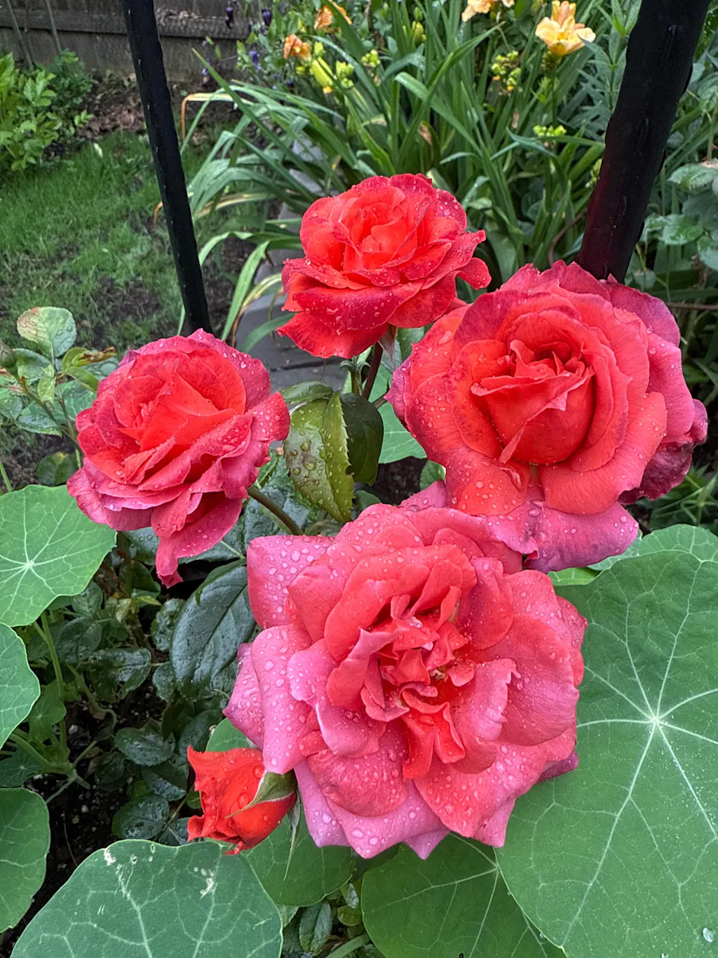 Hot Cocoa Floribunda Rose | Unique Orange Rose Plant – Heirloom Roses