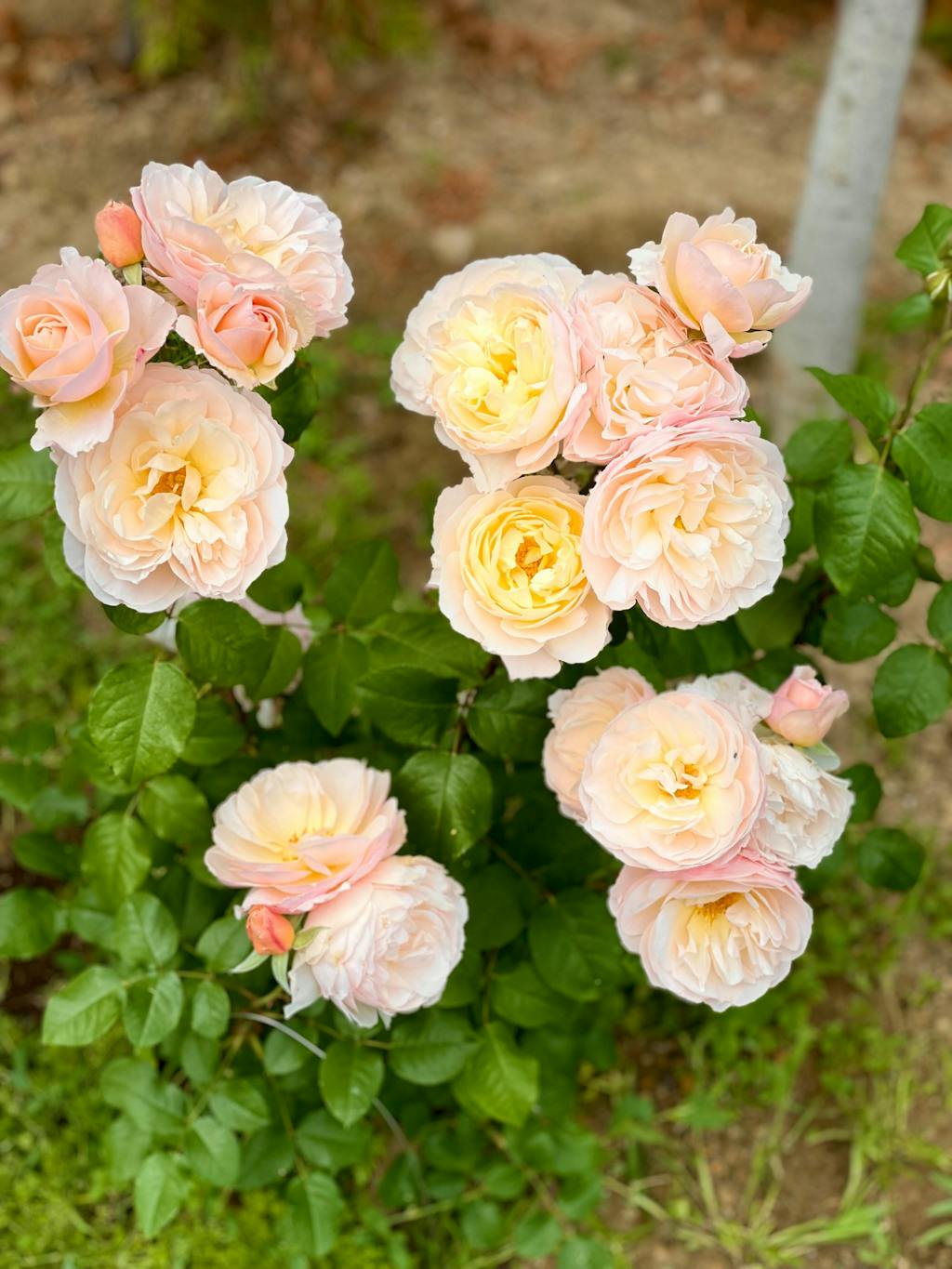 Moonlight In Paris | Romantic Shrub Rose For Garden – Heirloom Roses