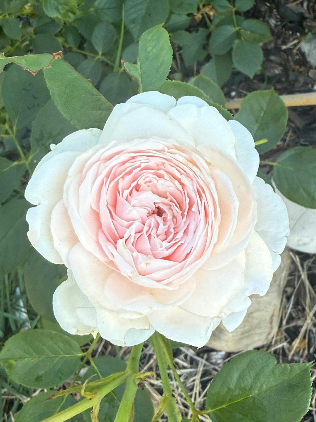 Earth Angel Rose - Floribunda - Exceptionally Fragrant – Heirloom Roses
