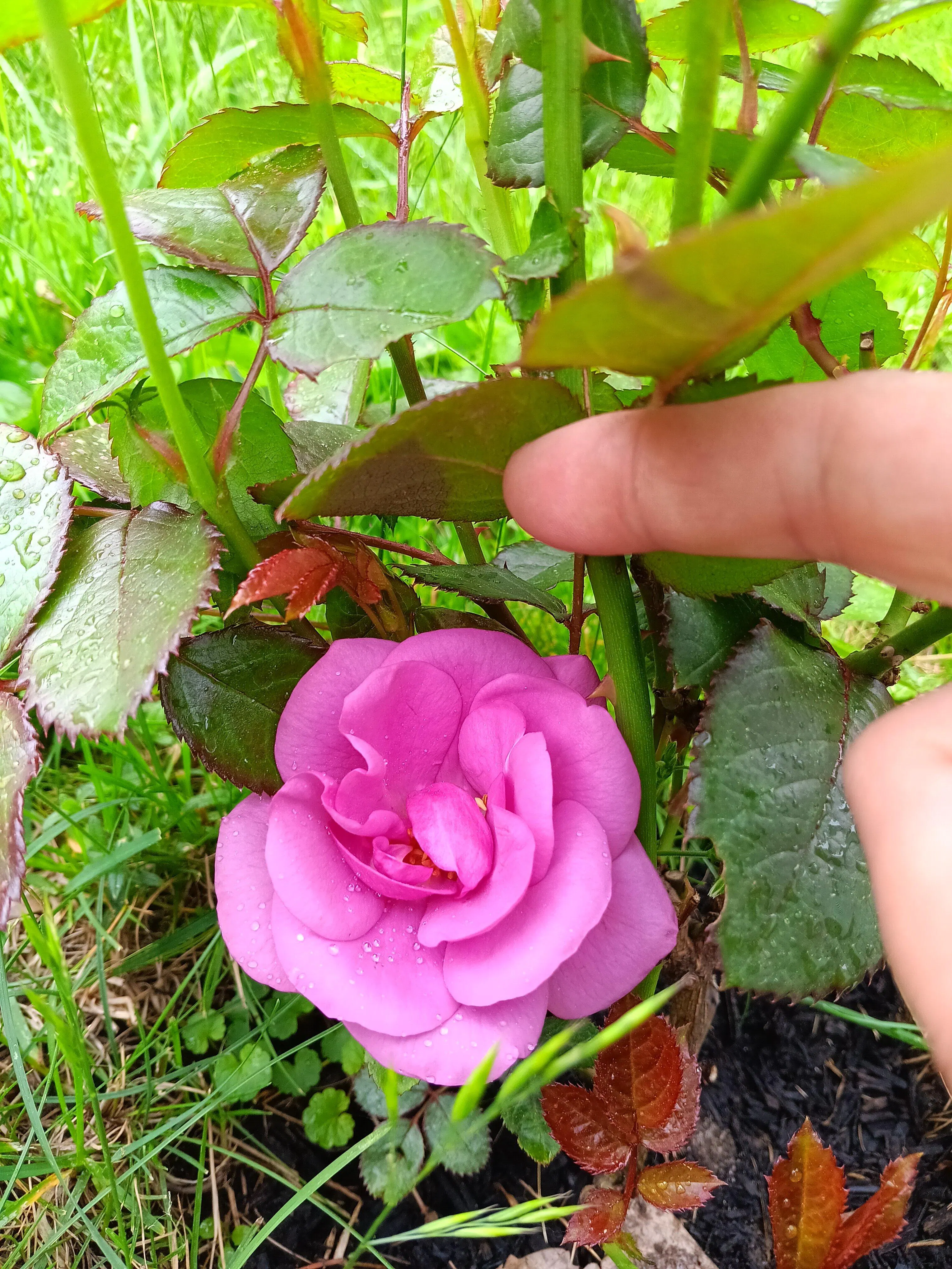 Plum Perfect Rose - Floribunda - Lightly Fragrant – Heirloom Roses