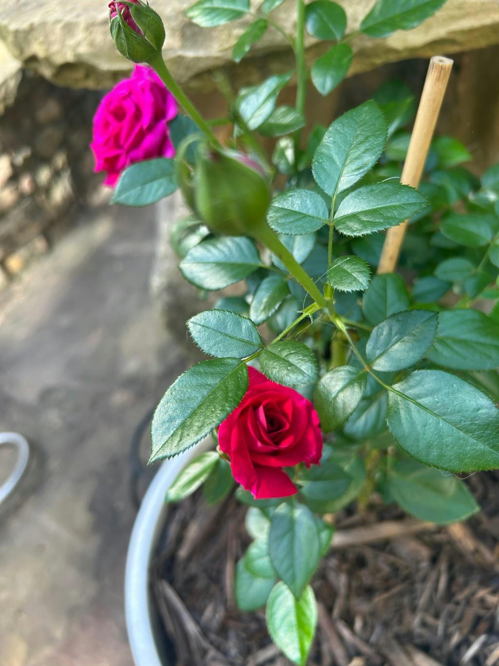 Stiletto™ | Pink Hybrid Tea Rose Bush – Heirloom Roses