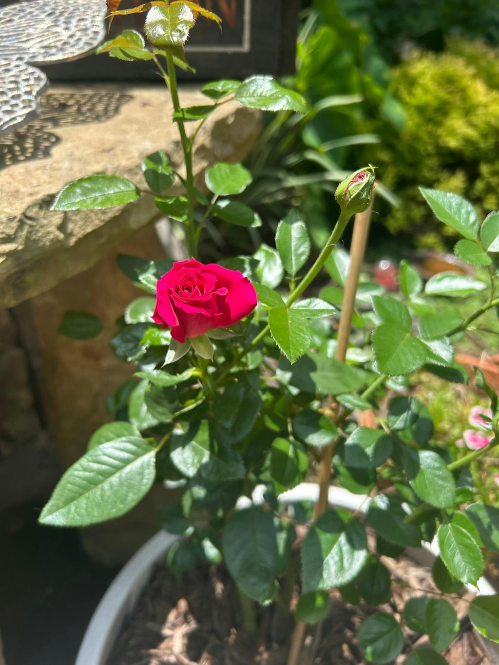 Stiletto™ | Pink Hybrid Tea Rose Bush – Heirloom Roses