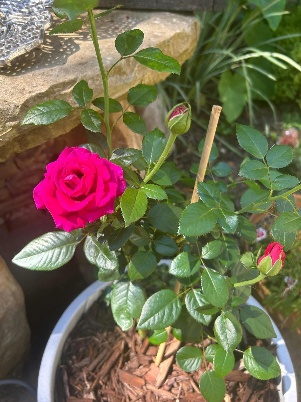 Stiletto™ | Pink Hybrid Tea Rose Bush – Heirloom Roses