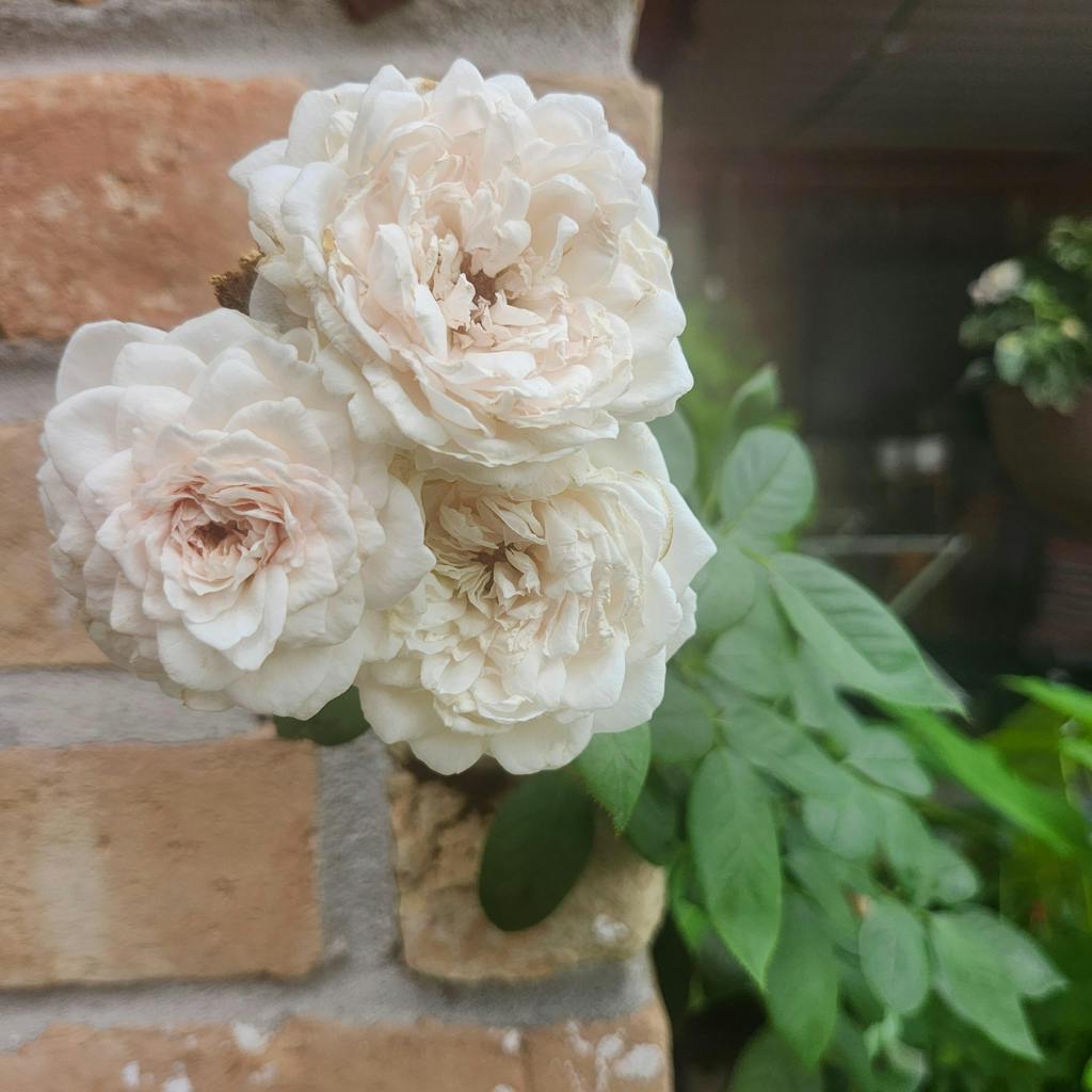 Earth Angel Rose - Floribunda - Exceptionally Fragrant – Heirloom Roses