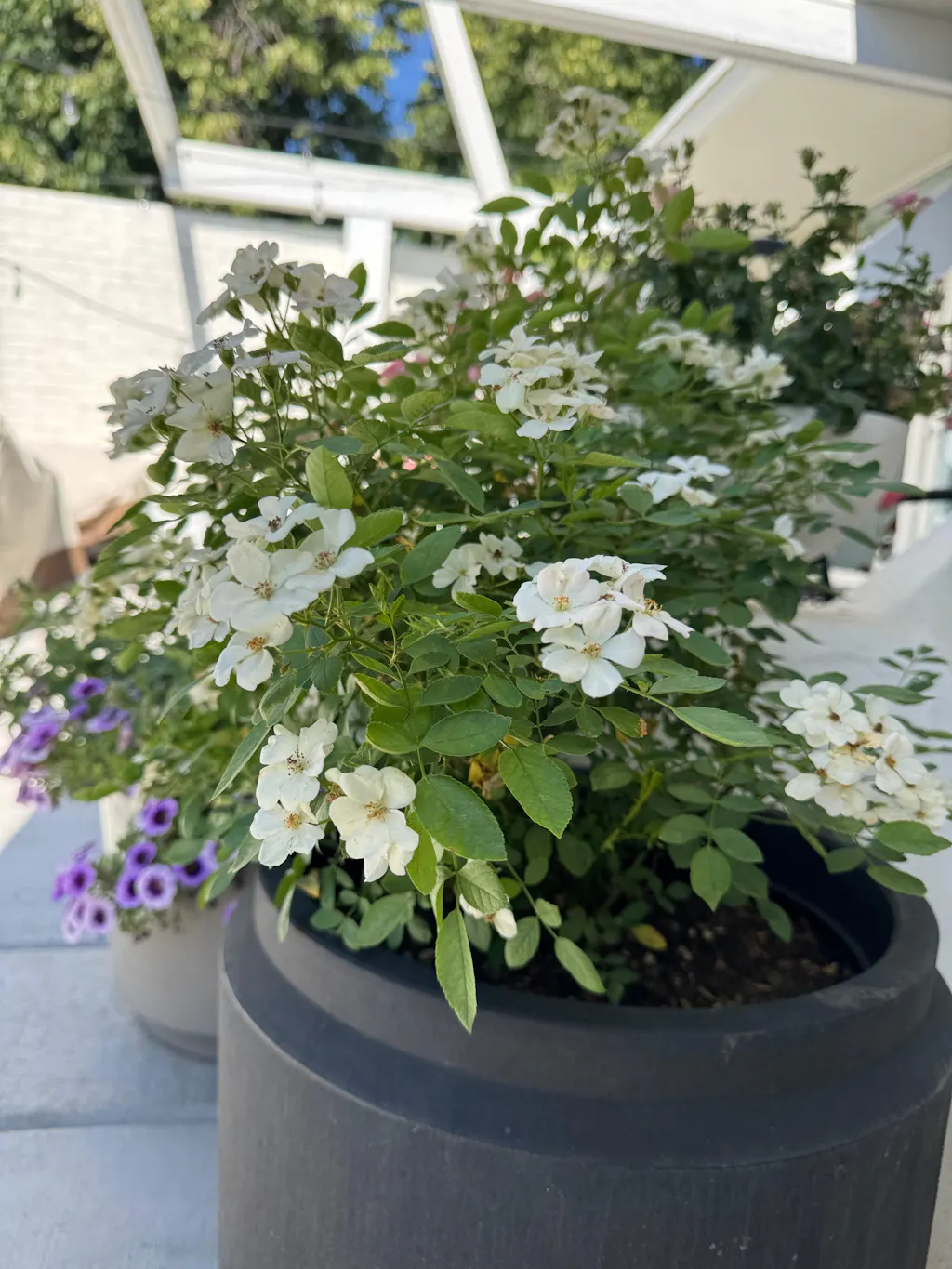 Blushing Dogwood Polyantha Rose | Unique Flowering Plant – Heirloom