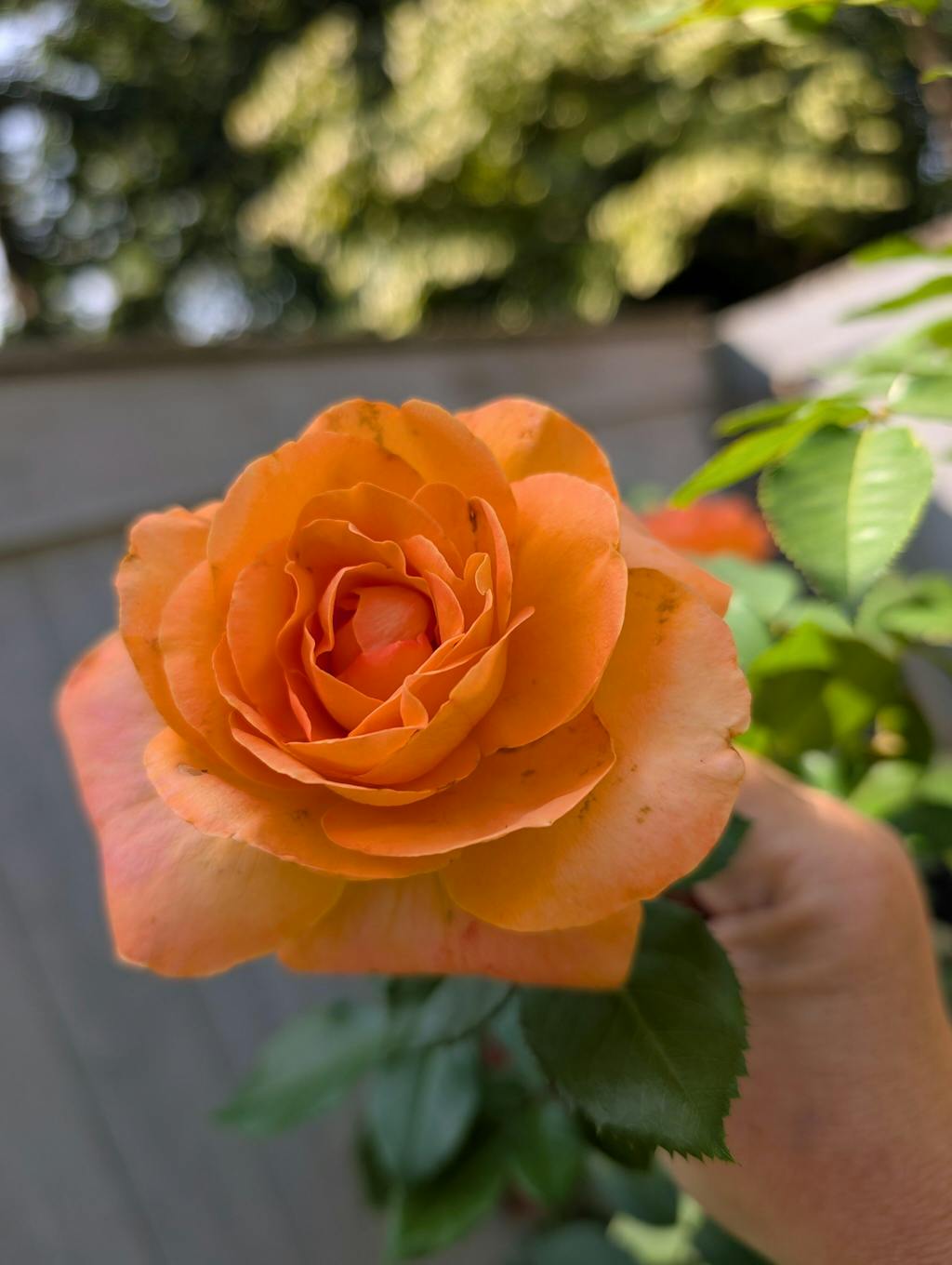 Arborose Tangerine Skies Climbing Rose | Fragrant Rose Plant – Heirloom ...