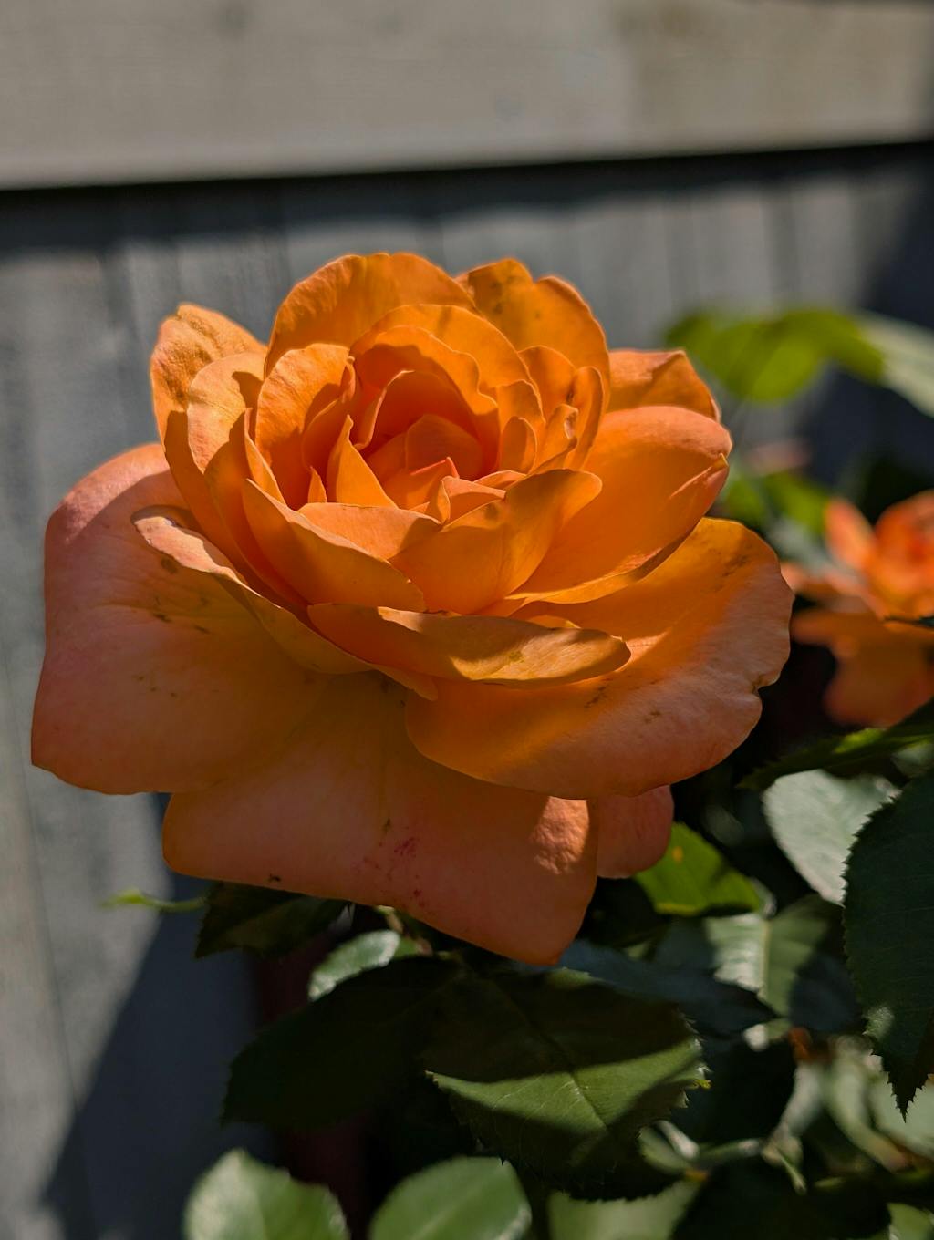Arborose Tangerine Skies Climbing Rose | Fragrant Rose Plant – Heirloom ...