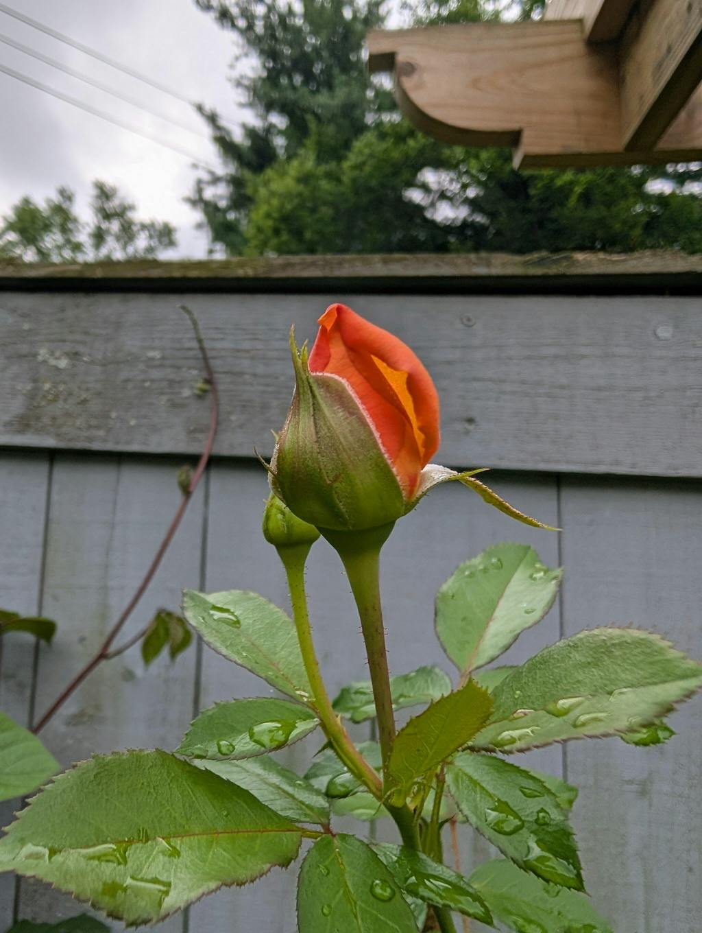 Arborose Tangerine Skies Climbing Rose | Fragrant Rose Plant – Heirloom ...