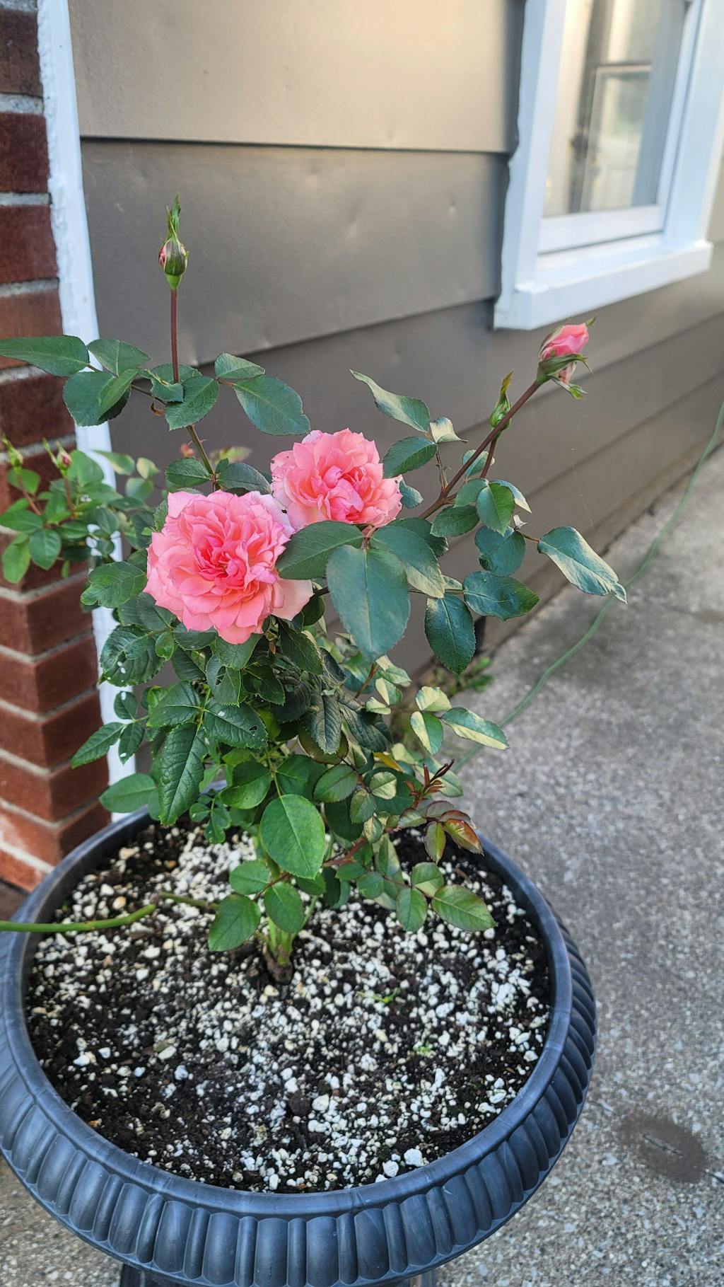 Passionate Kisses Floribunda Rose | Pink Rose Plant – Heirloom Roses