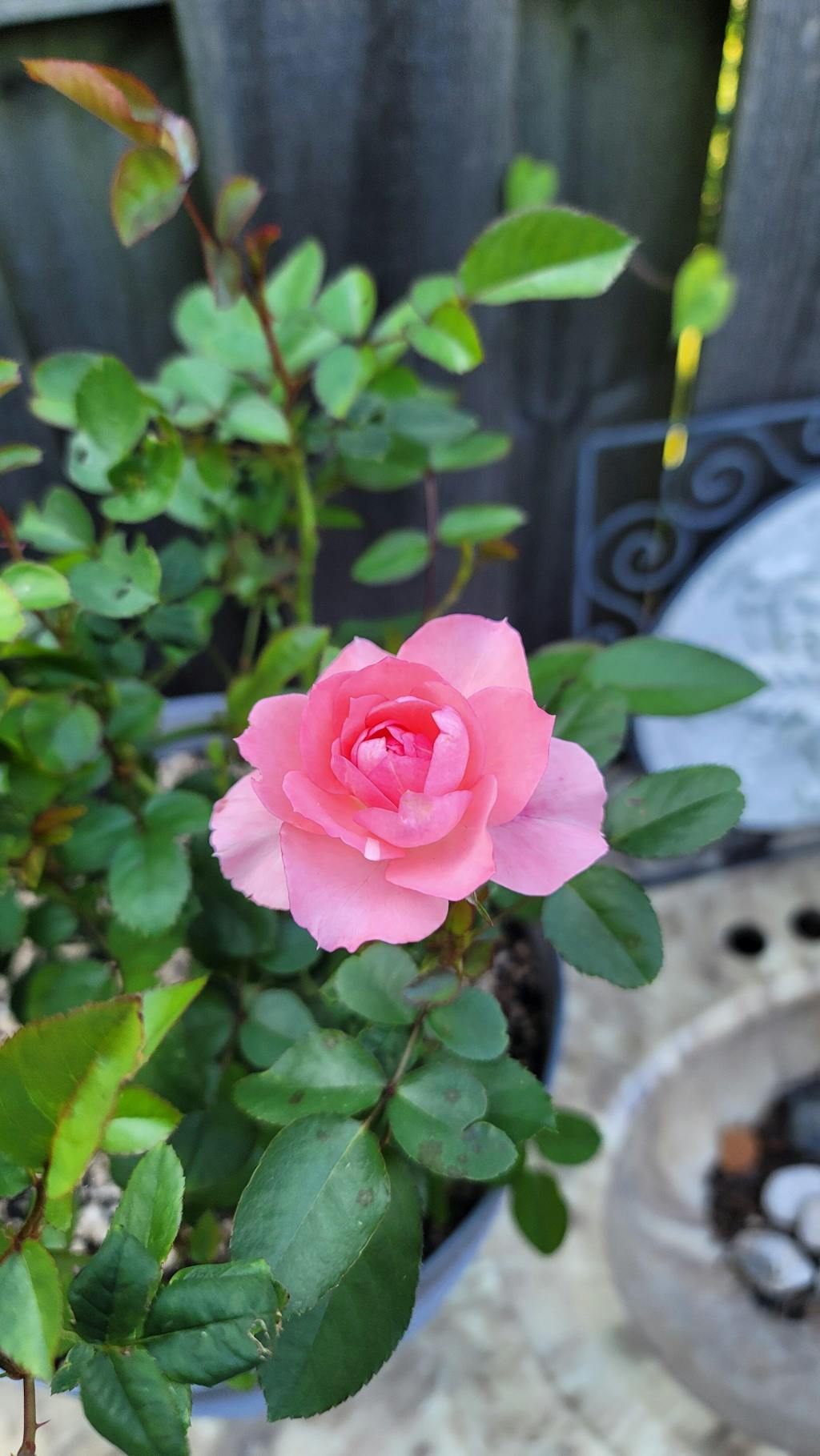 Passionate Kisses Floribunda Rose | Pink Rose Plant – Heirloom Roses