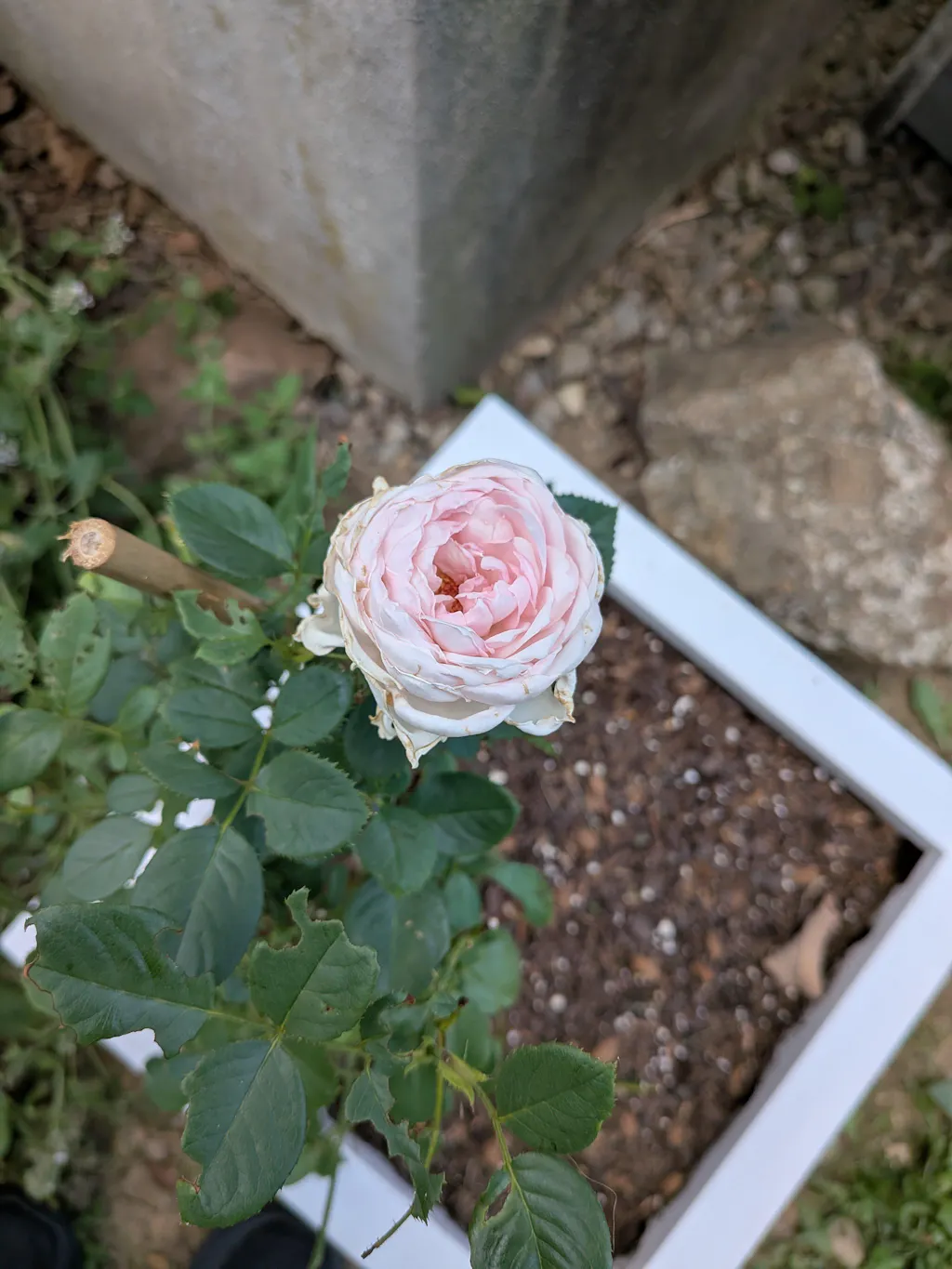Earth Angel Rose - Floribunda - Exceptionally Fragrant – Heirloom Roses