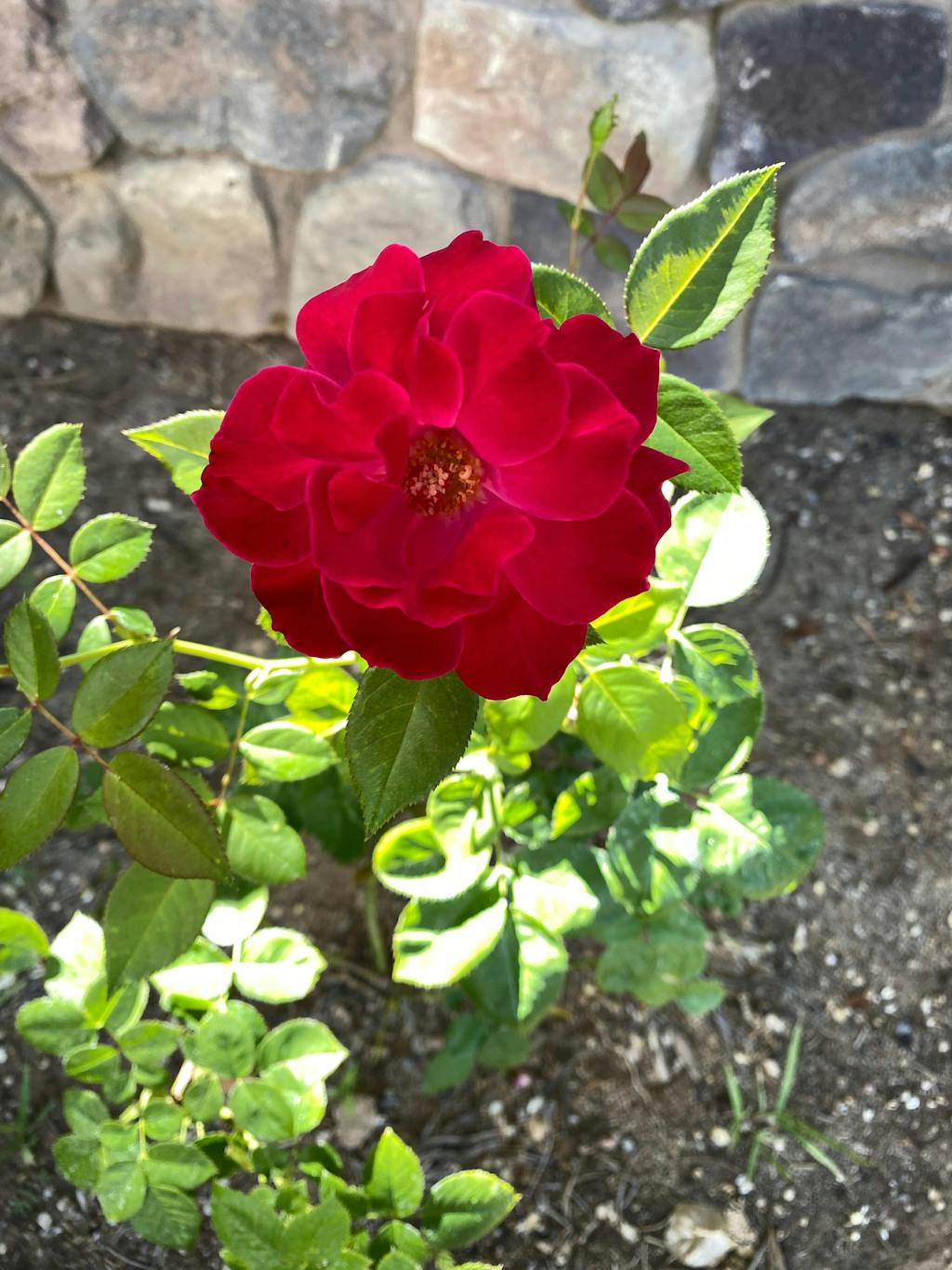 Sweet Spirit™ | Pink Grandiflora Rose Bush – Heirloom Roses