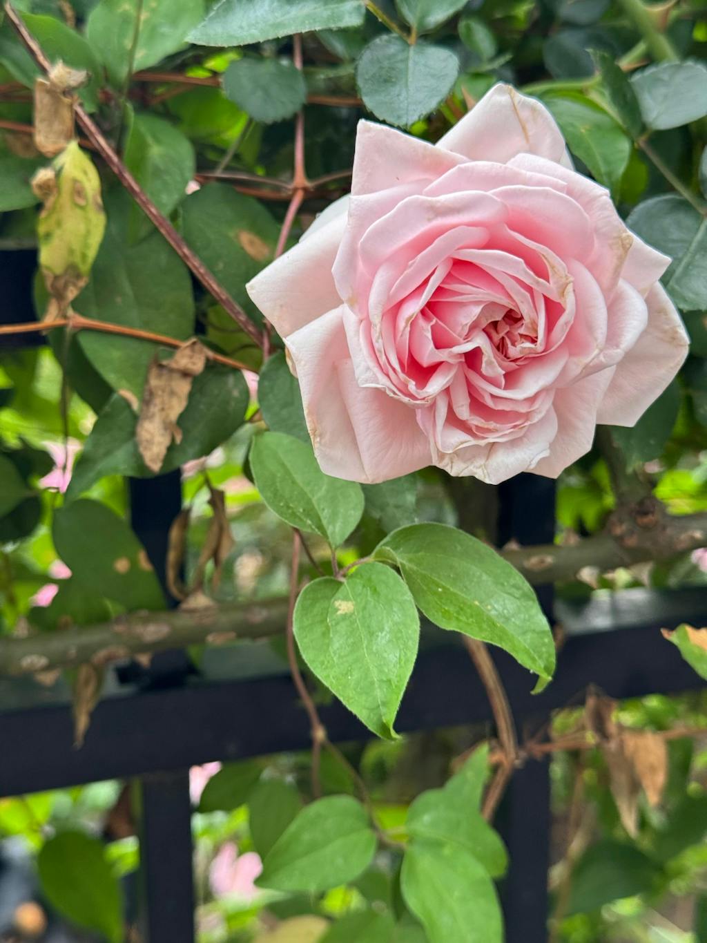 Awakening Climbing Rose | Fragrant Rose Plant – Heirloom Roses