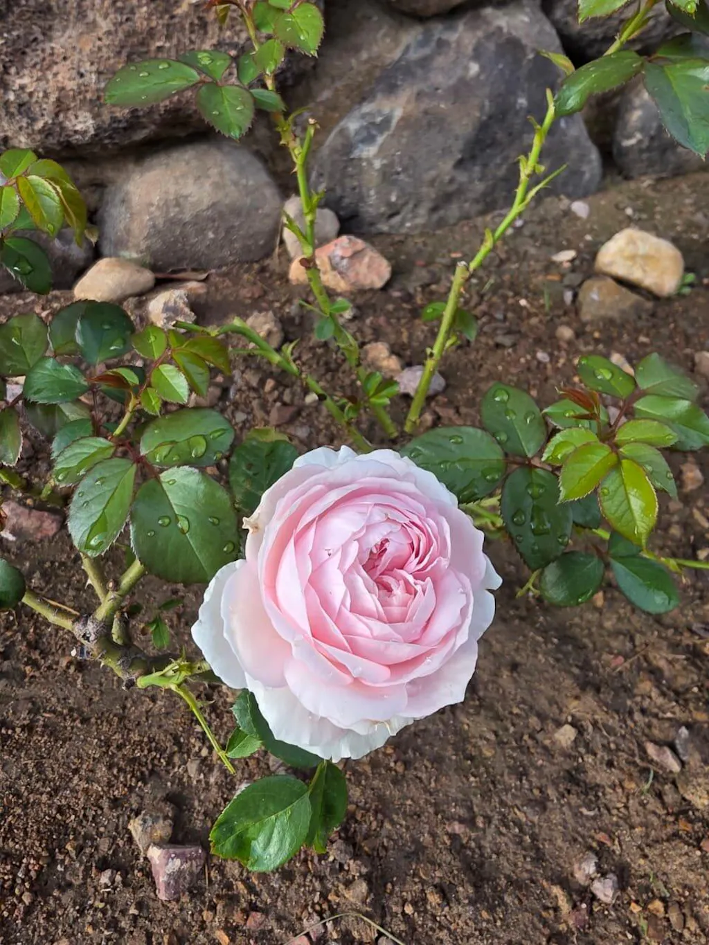 Earth Angel Rose - Floribunda - Exceptionally Fragrant – Heirloom Roses