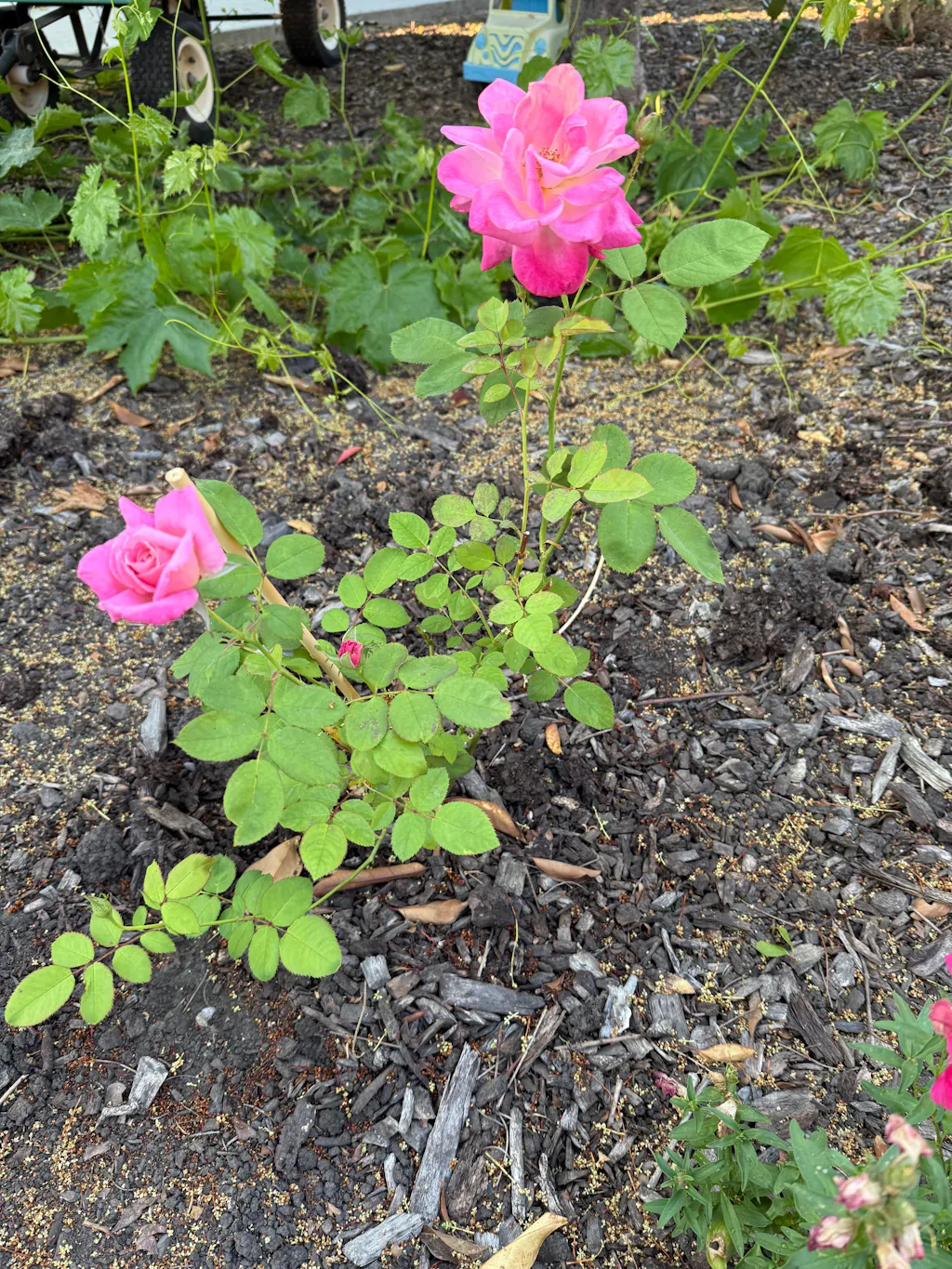 Pink Parfait Grandiflora Rose | Own Root Rose Plant – Heirloom