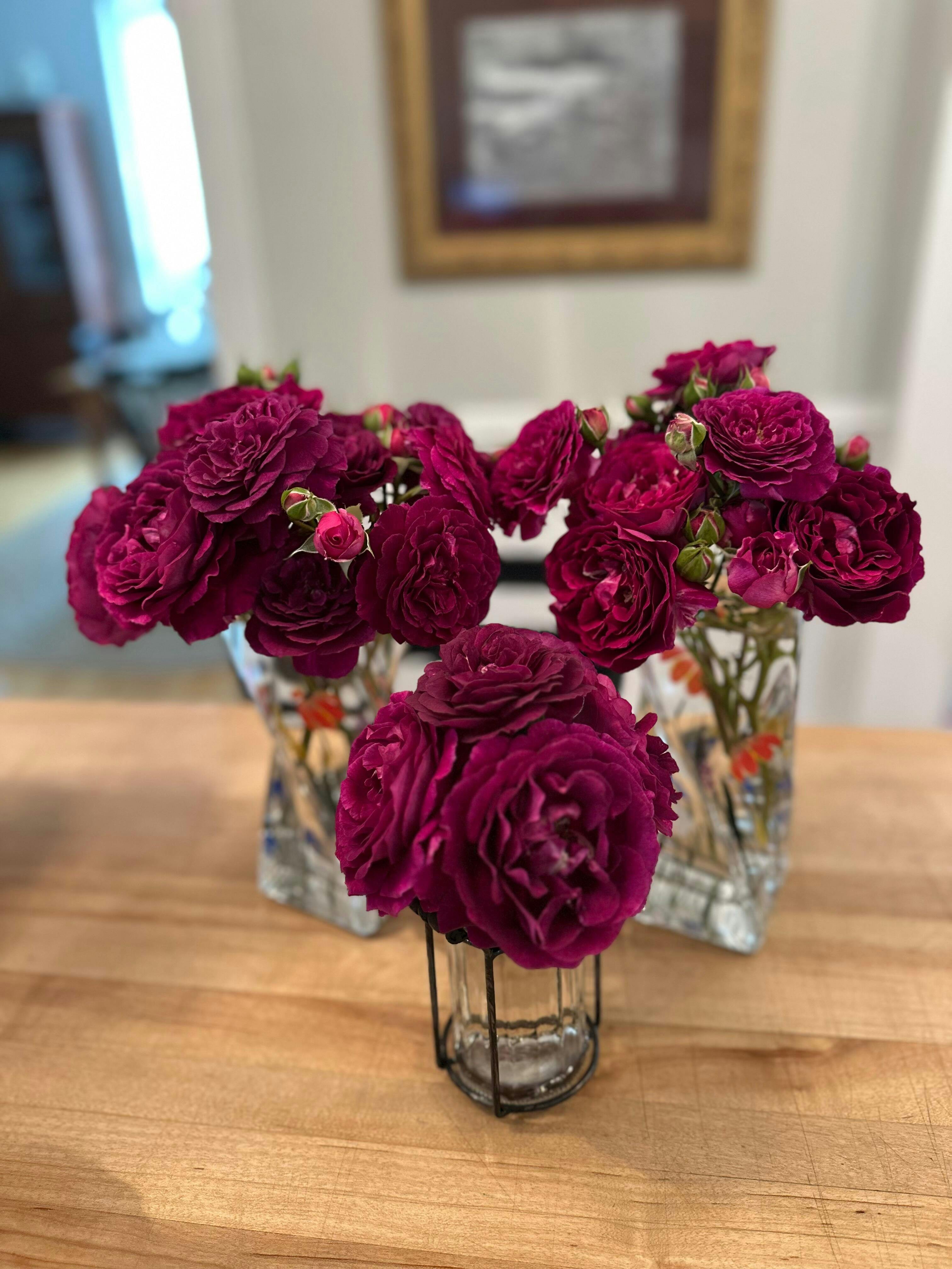 Ebb Tide Rose - Floribunda - Exceptionally Fragrant – Heirloom Roses