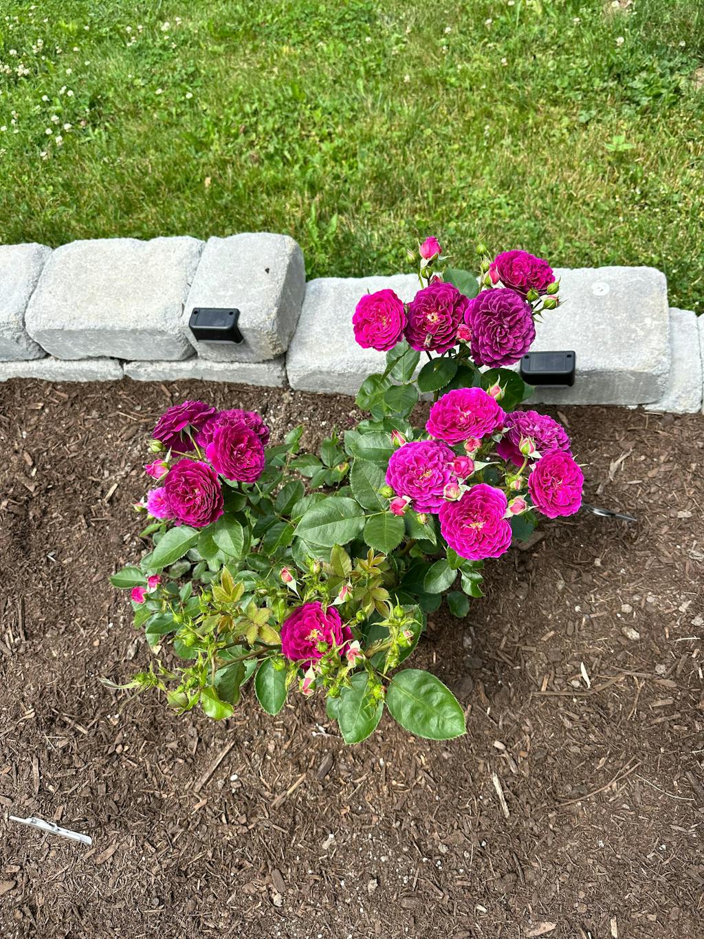 Ebb Tide Rose - Floribunda - Exceptionally Fragrant – Heirloom Roses