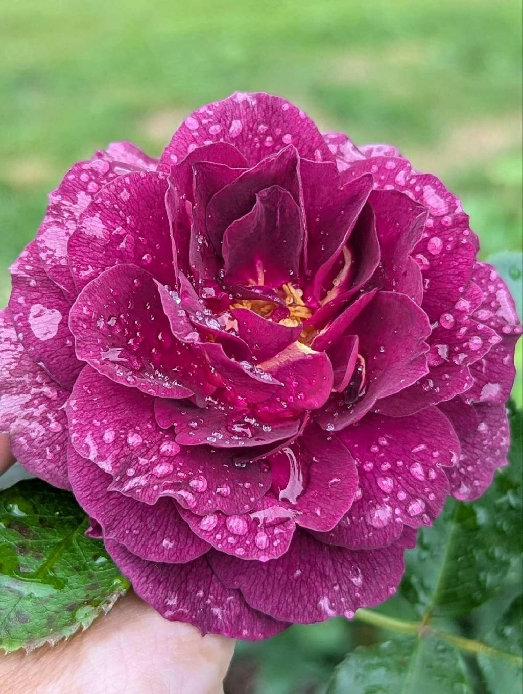 Ebb Tide Rose - Floribunda - Exceptionally Fragrant – Heirloom Roses