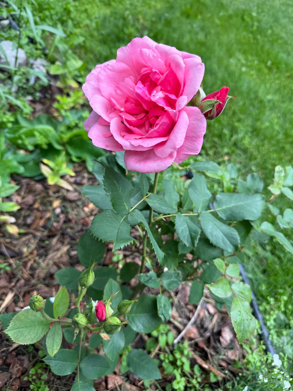 Malaguena Hardy Rose | Pink Rose Bush – Heirloom