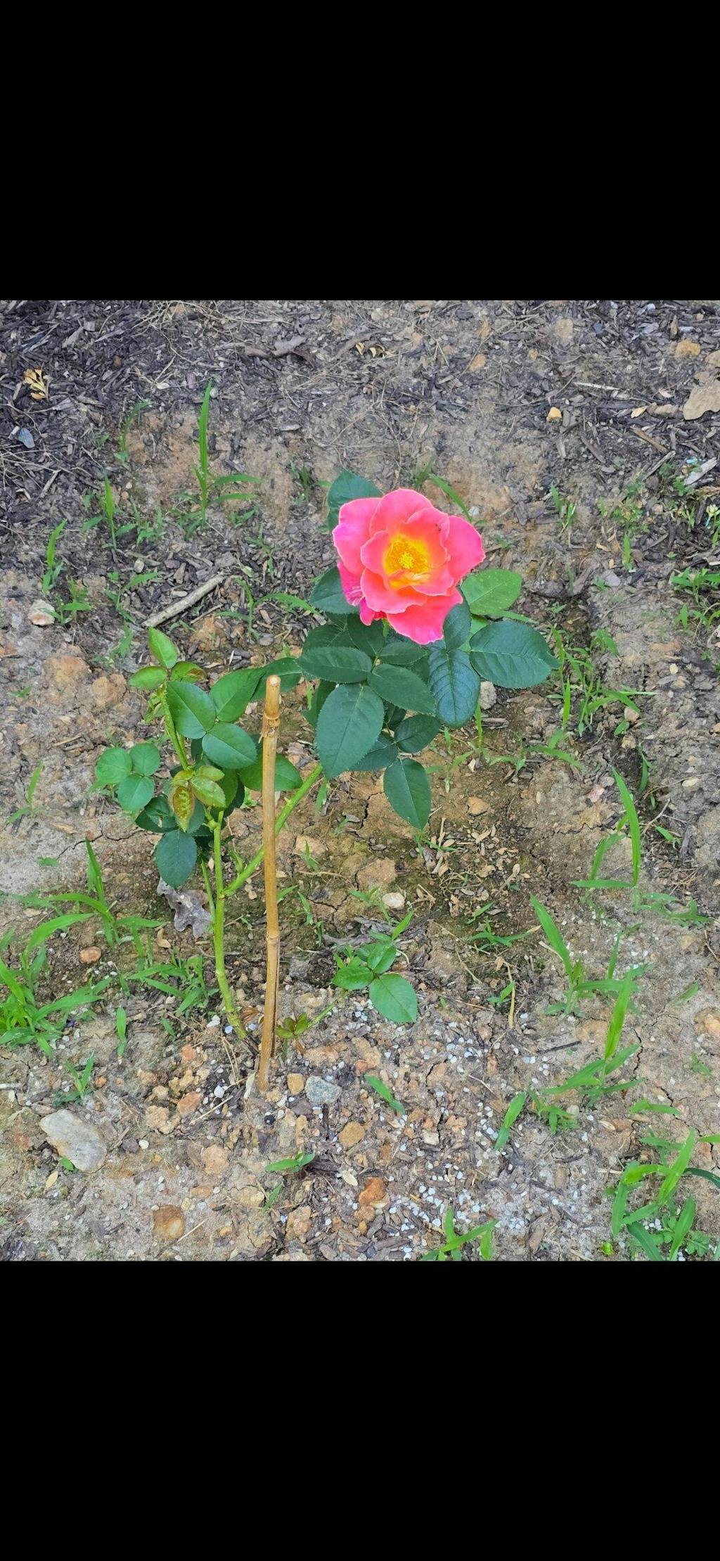 Elle Hybrid Tea Rose | Colorful Rose Plant – Heirloom Roses