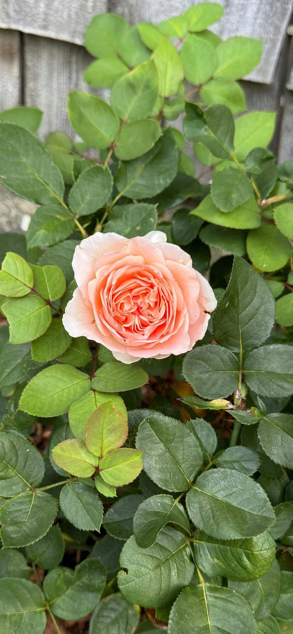 Parfuma Bliss Floribunda Rose | Pink Rose Bush – Heirloom Roses