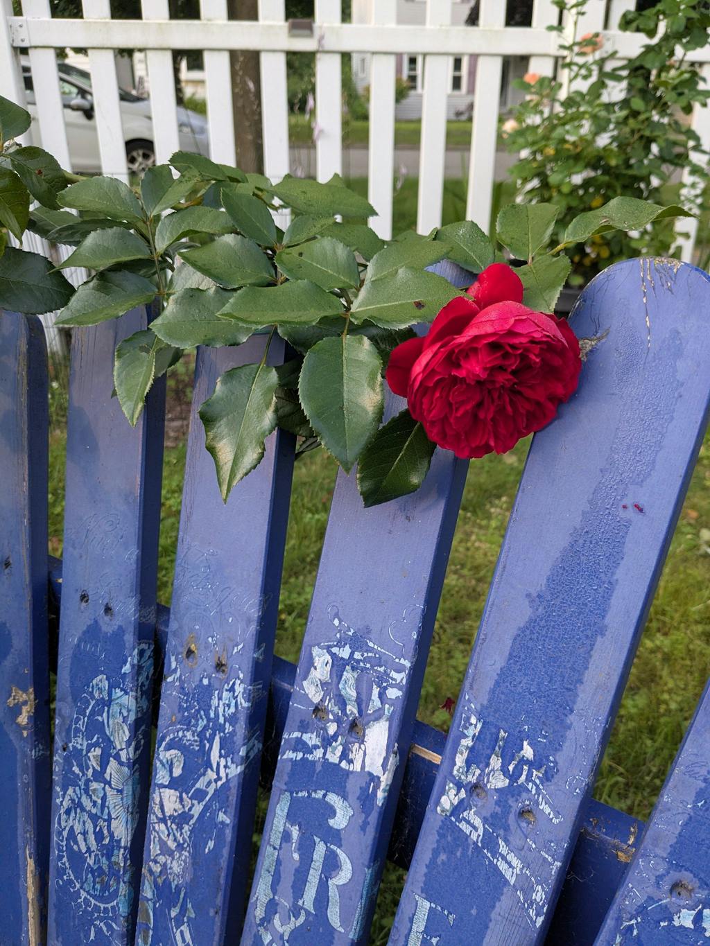 Arborose Florentina Climbing Rose | Red Rose Plant – Heirloom Roses