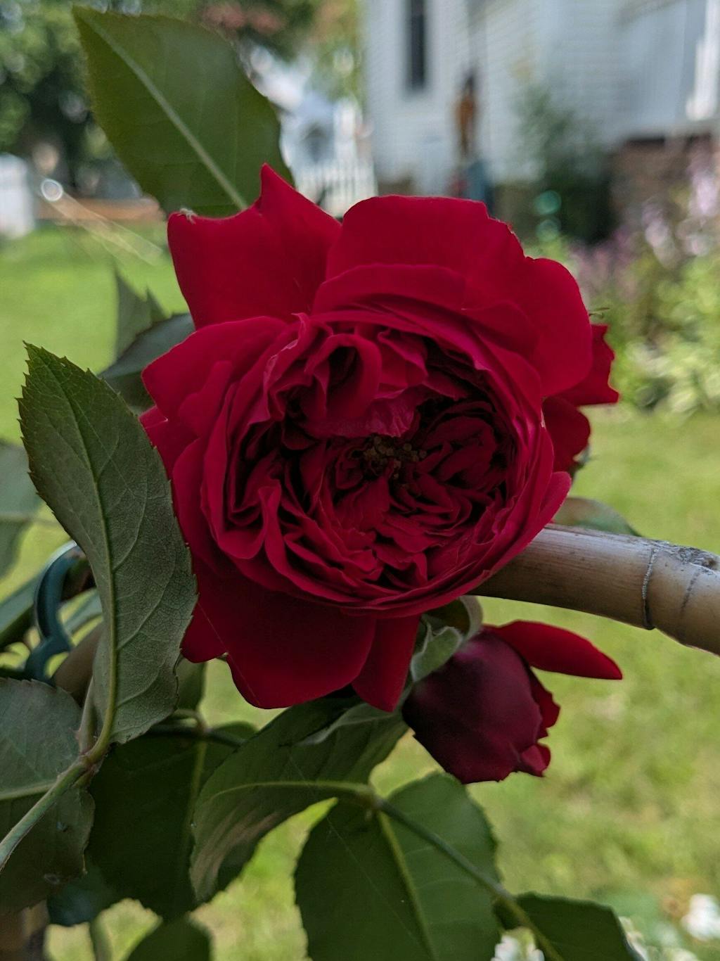 Arborose Florentina Climbing Rose | Red Rose Plant – Heirloom Roses