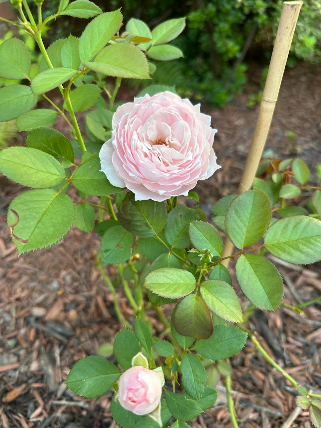 Earth Angel Rose - Floribunda - Exceptionally Fragrant – Heirloom Roses