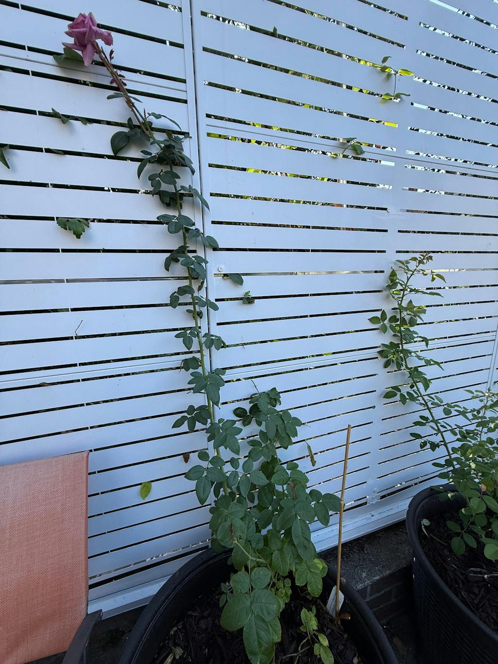 Arborose Quicksilver Climbing Rose | Purple Rose Plant – Heirloom Roses