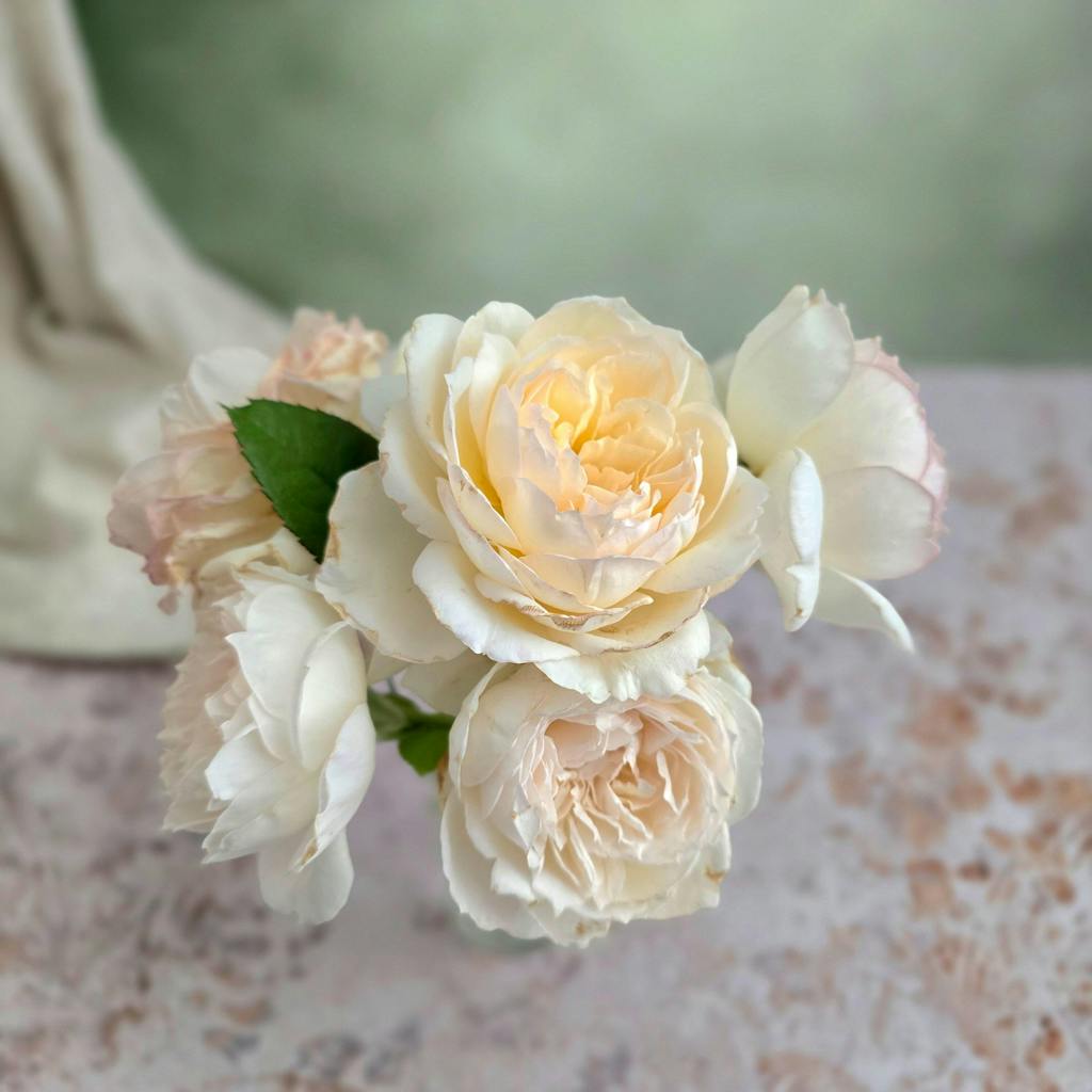 Bolero™ | White Floribunda Rose Bush – Heirloom Roses