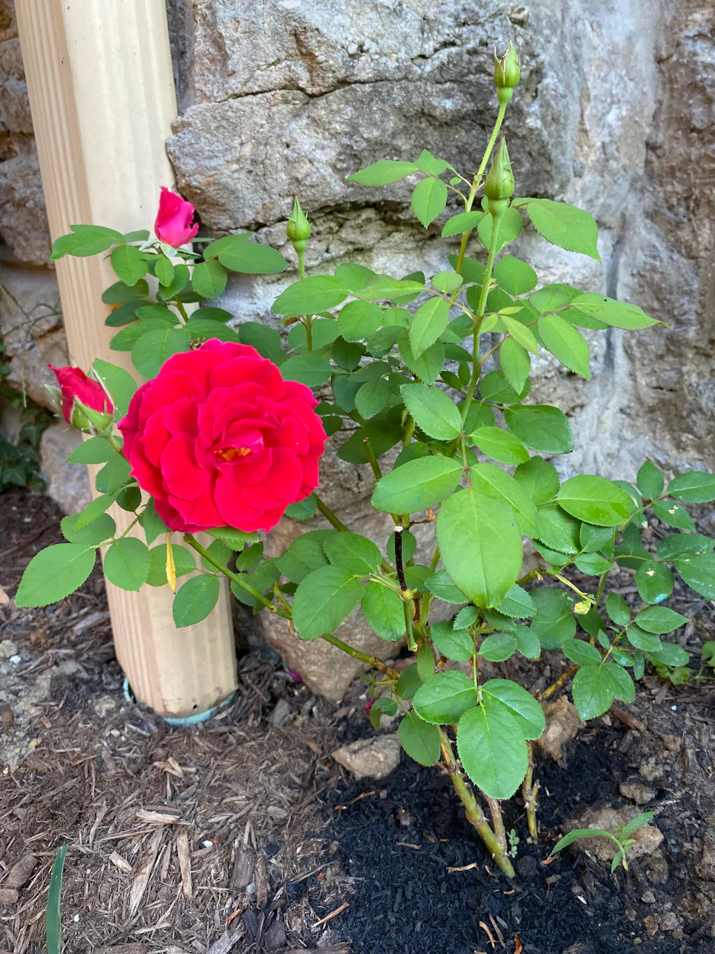 Griff's Red Hardy Rose | Fragrant Rose Plant – Heirloom