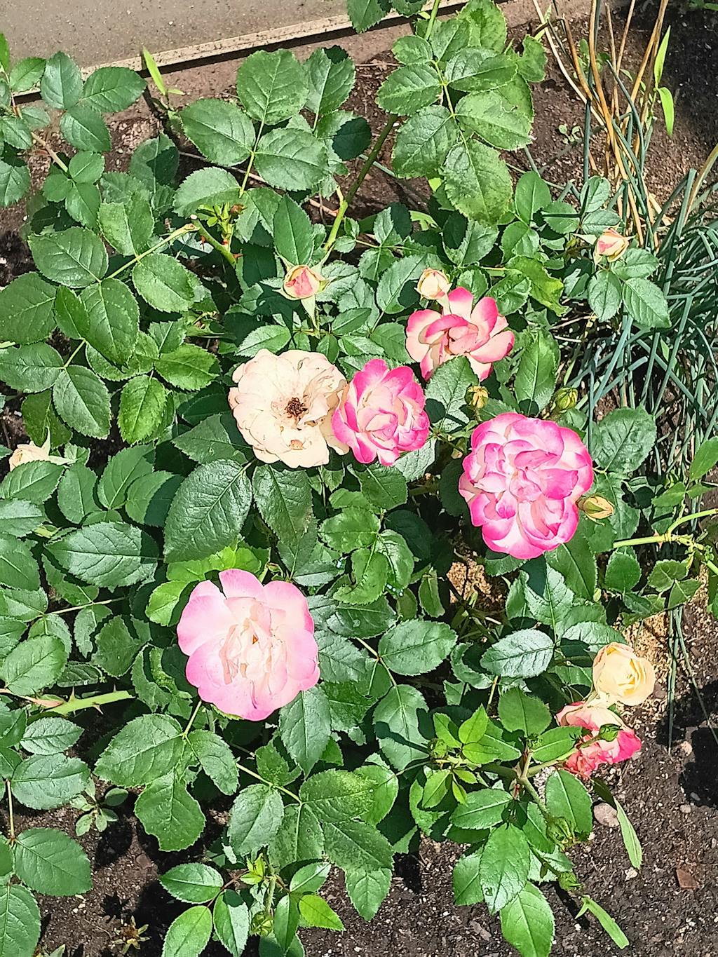 Enchanted Meadow™ | Colorful Shrub Rose Bush – Heirloom Roses