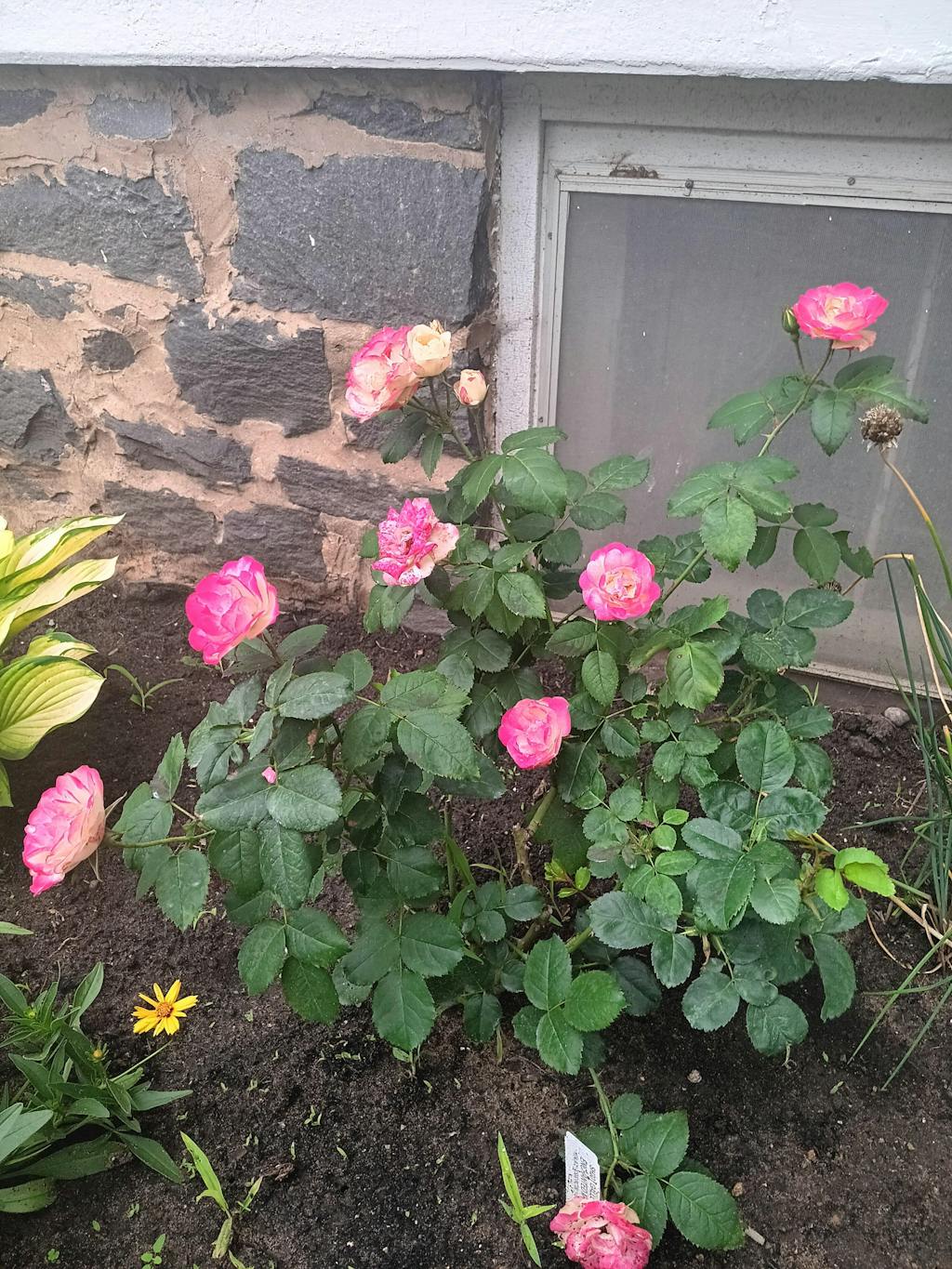 Enchanted Meadow™ | Colorful Shrub Rose Bush – Heirloom Roses