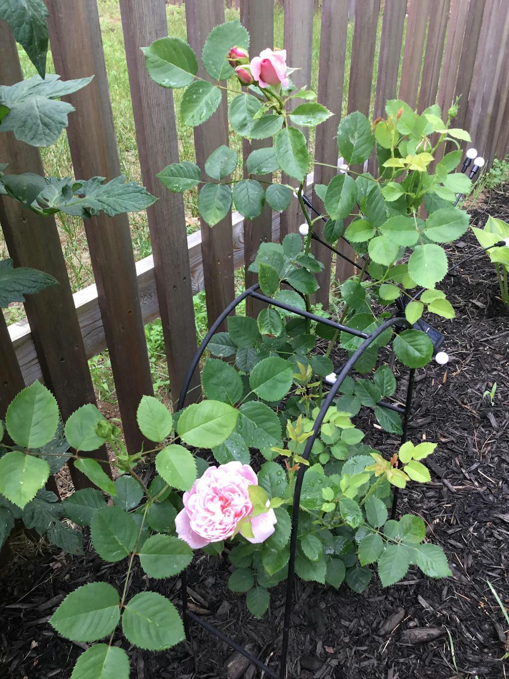 Fragrant Masterpiece Shrub Rose | Fragrant Rose Bush – Heirloom Roses