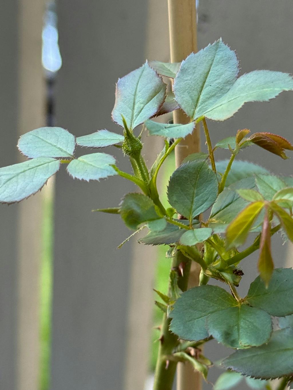 Parfuma Earth Angel Floribunda Rose | Fragrant Rose Plant – Heirloom Roses