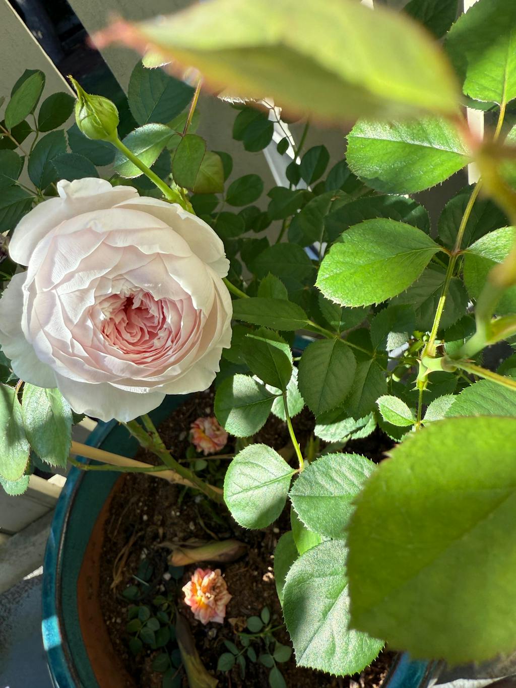 Parfuma Earth Angel Floribunda Rose | Fragrant Rose Plant – Heirloom Roses