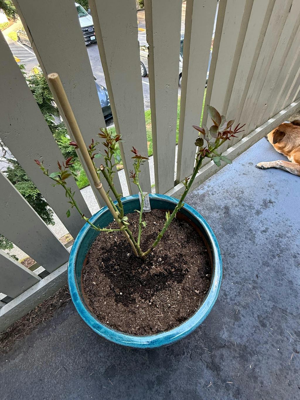 Parfuma Earth Angel Floribunda Rose | Fragrant Rose Plant – Heirloom Roses