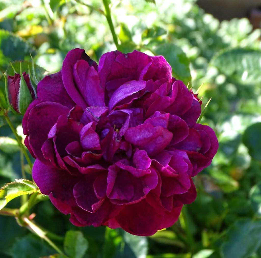 Darcey Bussell English Shrub Rose | Pink Rose Bush – Heirloom Roses