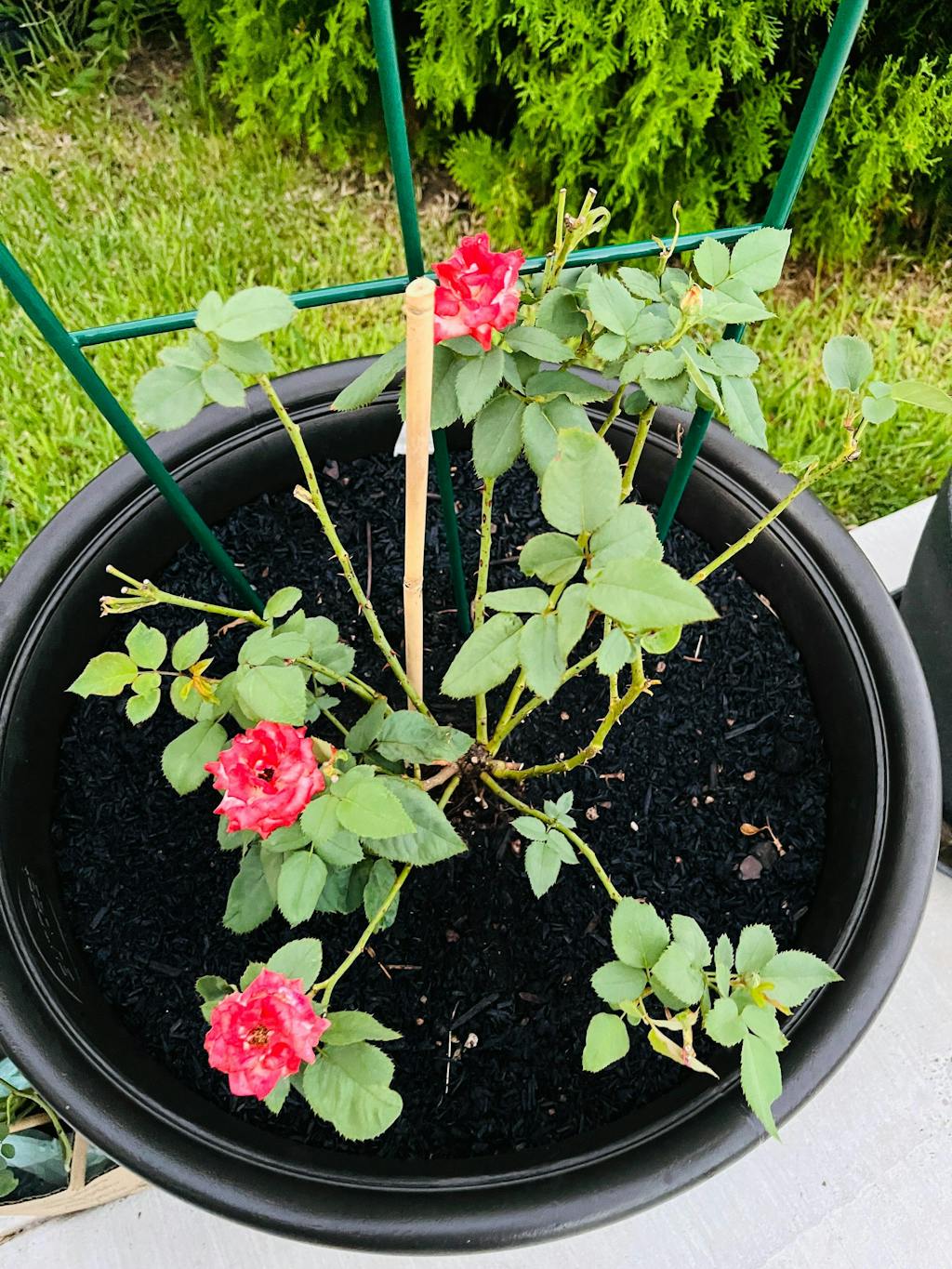 Pinata Climbing Rose | Original Rainbow Rose Bush – Heirloom Roses