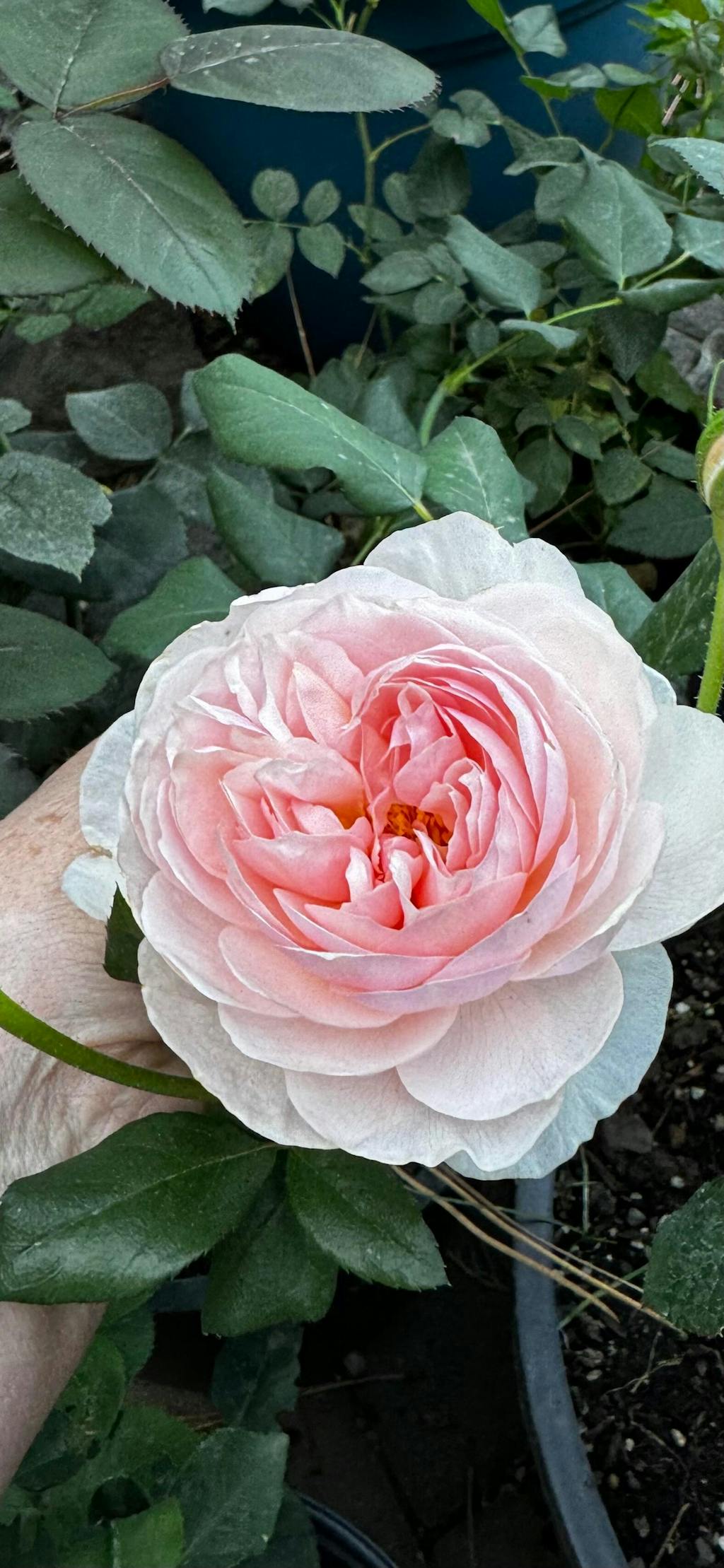 Parfuma Bliss Floribunda Rose | Pink Rose Bush – Heirloom Roses