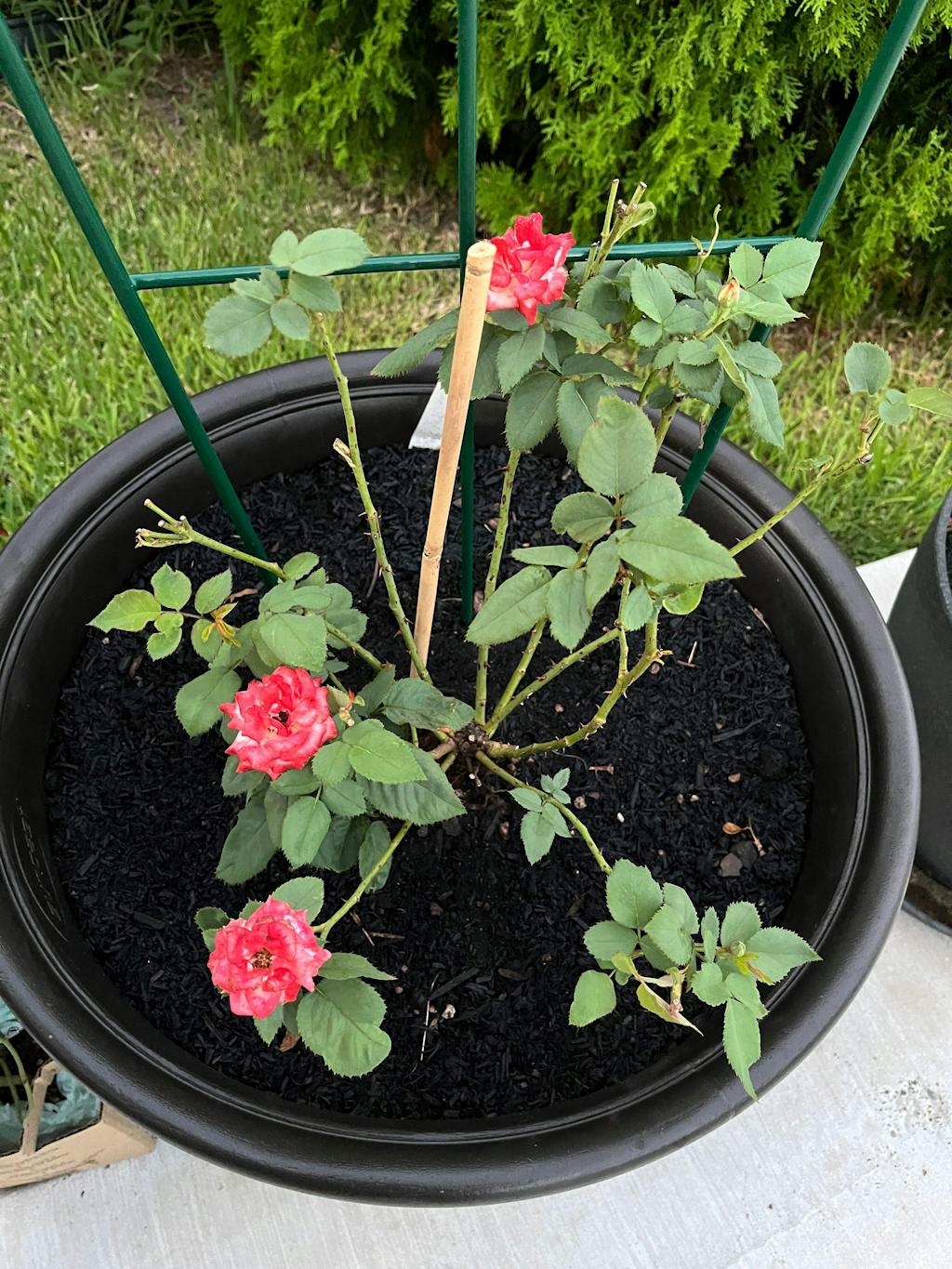 100% Natural Mint Compost – Heirloom Roses