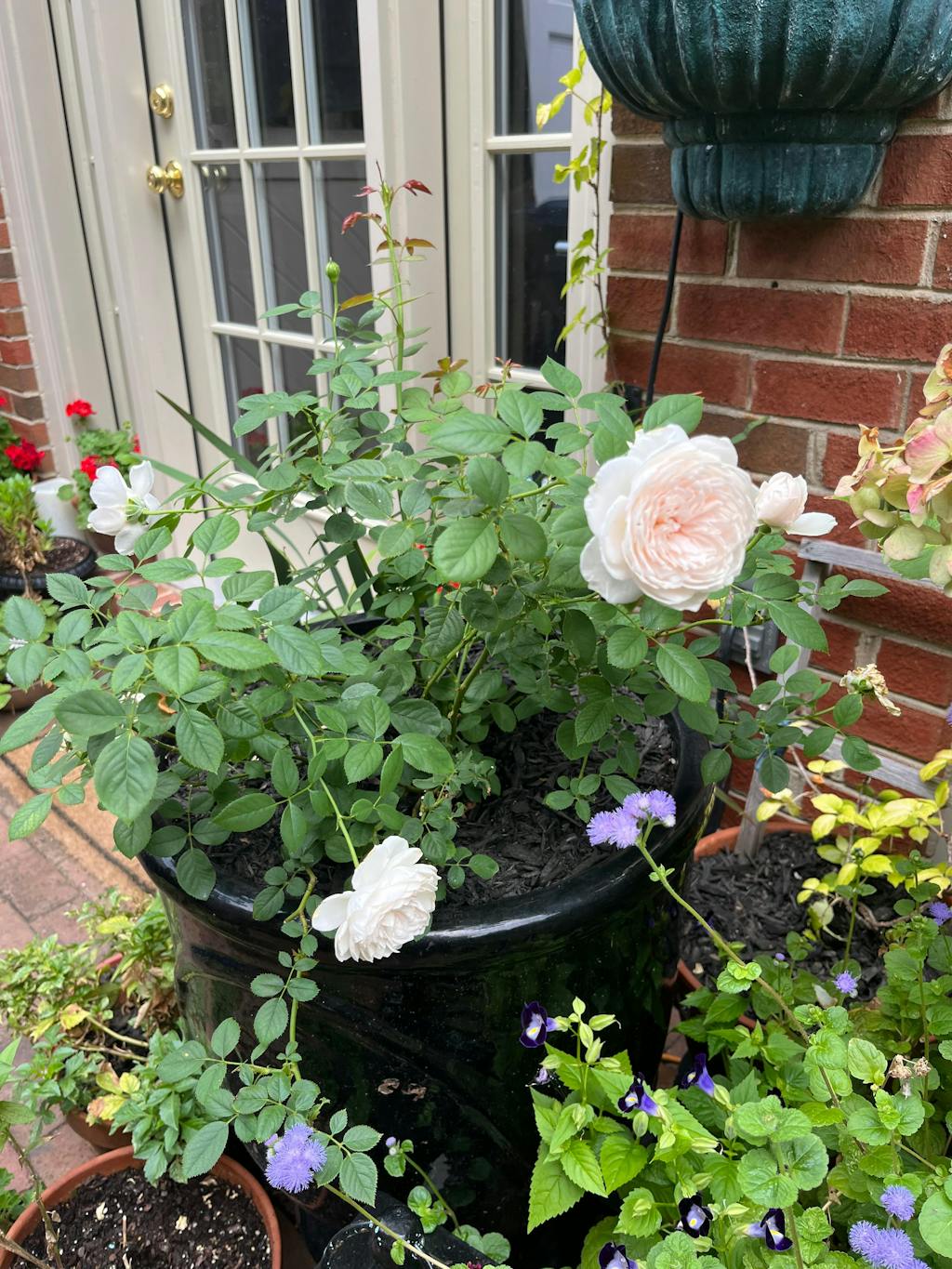 Parfuma Earth Angel Floribunda Rose | Fragrant Rose Plant – Heirloom Roses