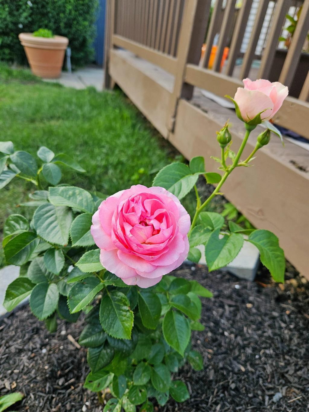 All Dressed Up™ | Pink Grandiflora Rose Bush – Heirloom Roses