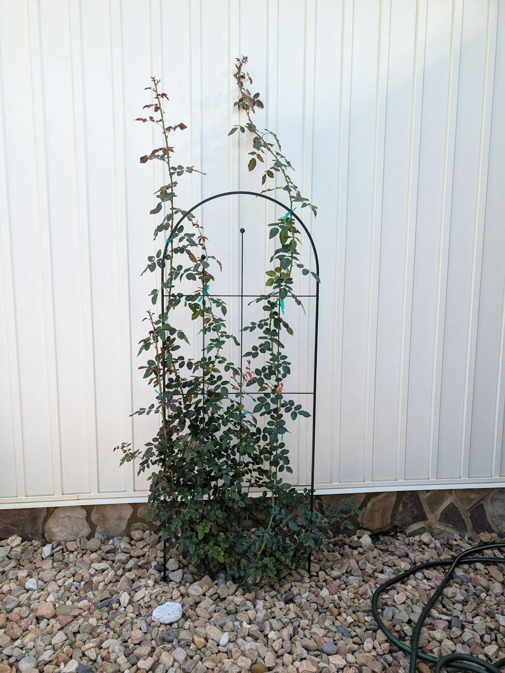 Arborose Florentina Climbing Rose | Red Rose Plant – Heirloom Roses