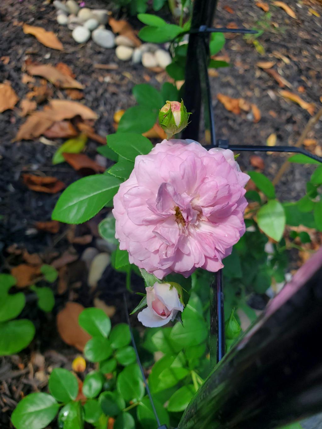 Arborose Jasmina Climbing Rose | Pink Rose Bush – Heirloom Roses
