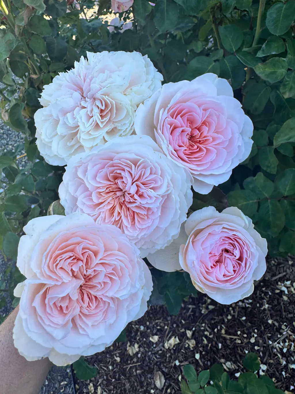 Tranquility Shrub Rose | Fragrant Rose Bush – Heirloom