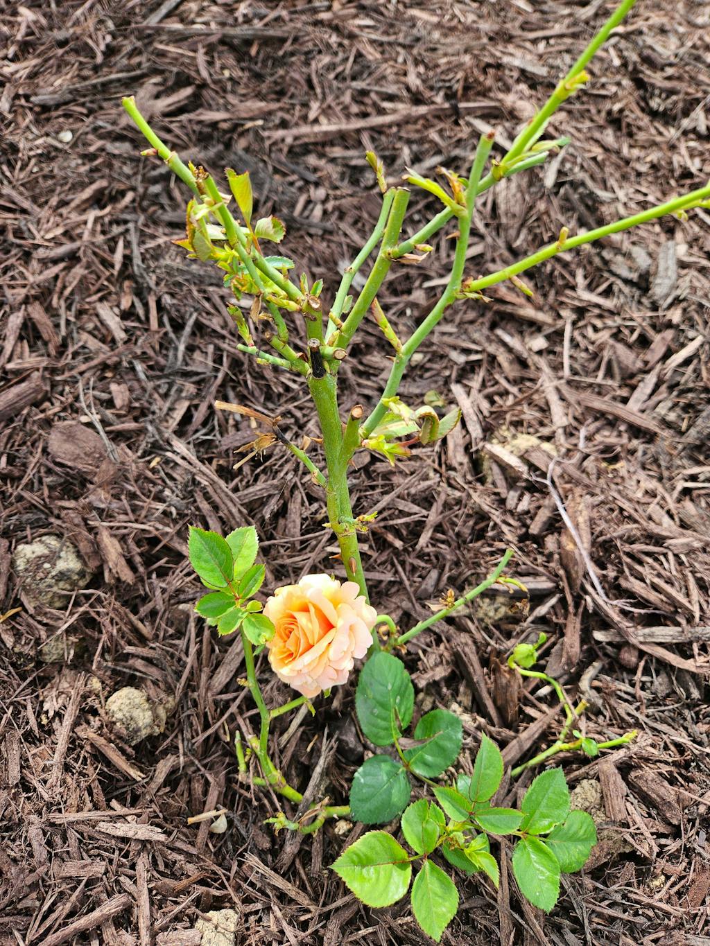 Easy Does It Floribunda Rose | Colorful Rose Plant – Heirloom Roses