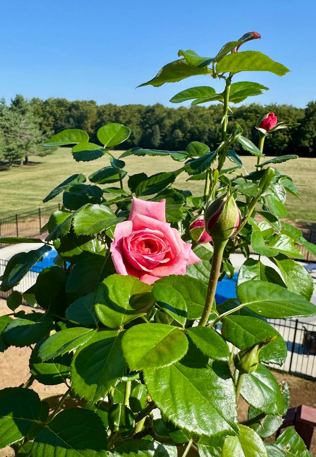 Aloha Climbing Rose | Fragrant Rose Plant – Heirloom Roses