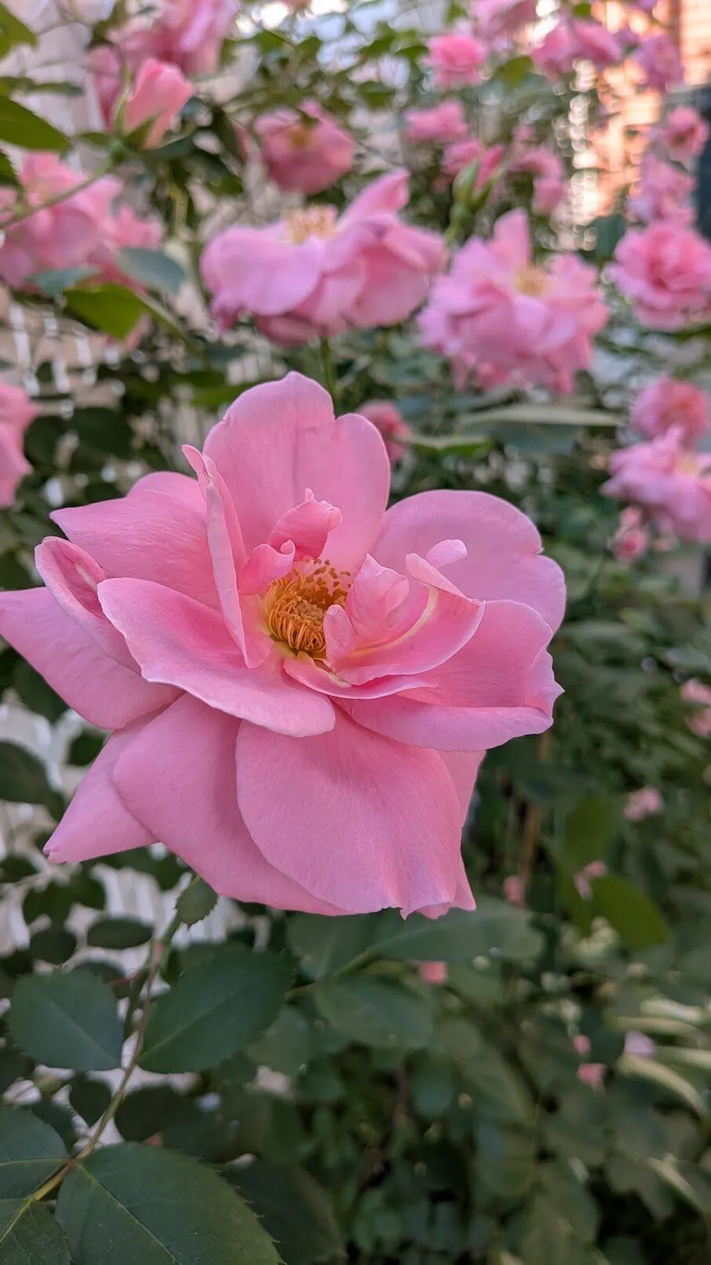 Prairie Princess Hardy Rose | Pink Rose Plant – Heirloom